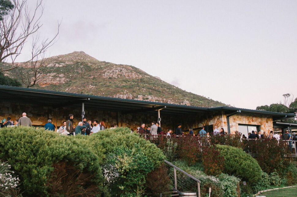 Celebrating 20 years of shark science and conservation - Save Our Seas ...