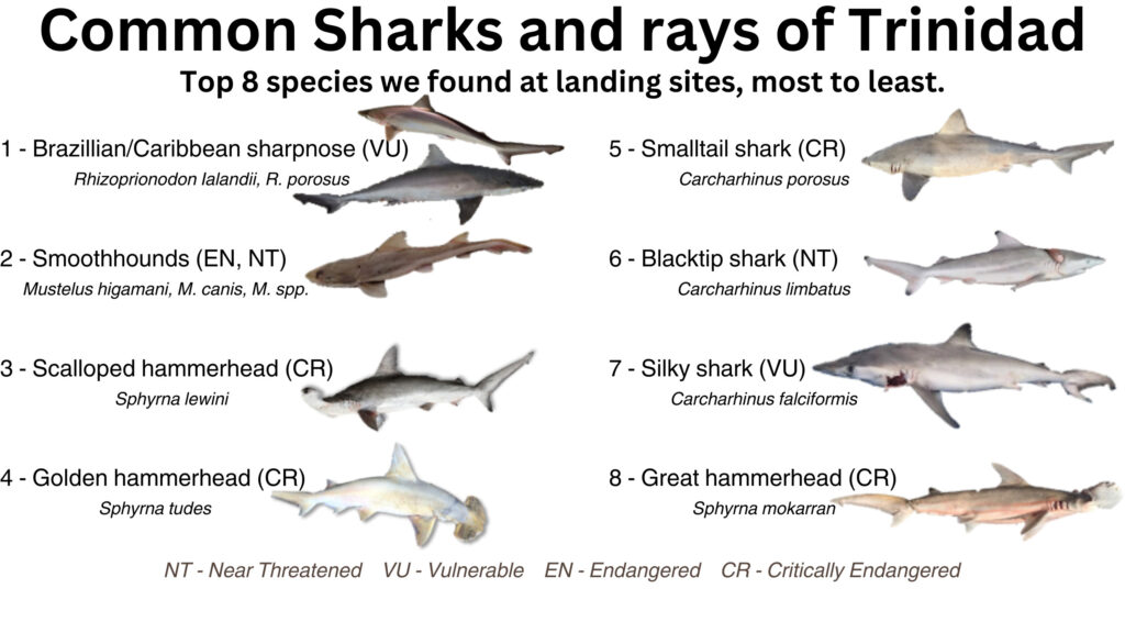 Common sharks & rays of Trinidad - Save Our Seas Foundation