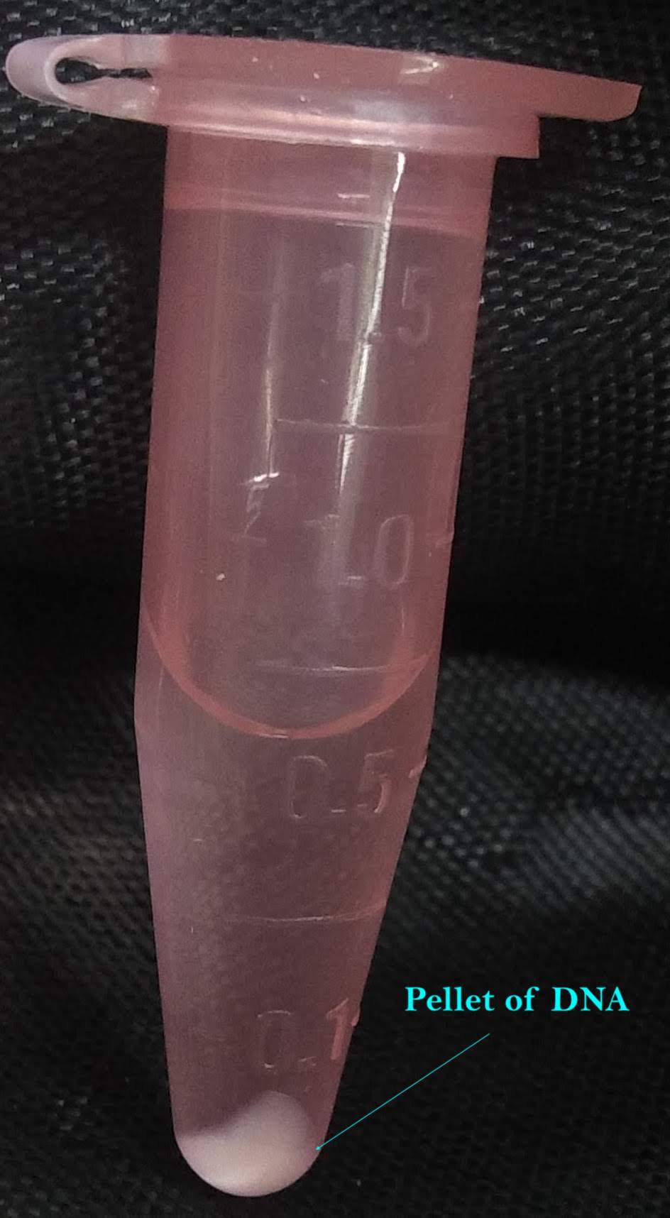 Getting the genome information. - Save Our Seas Foundation