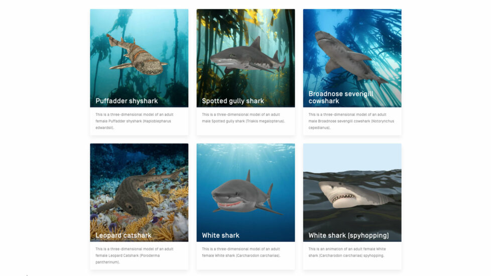 SharkEducationCentreinteractivesharks©SaveOurSeasFoundation - Save Our ...