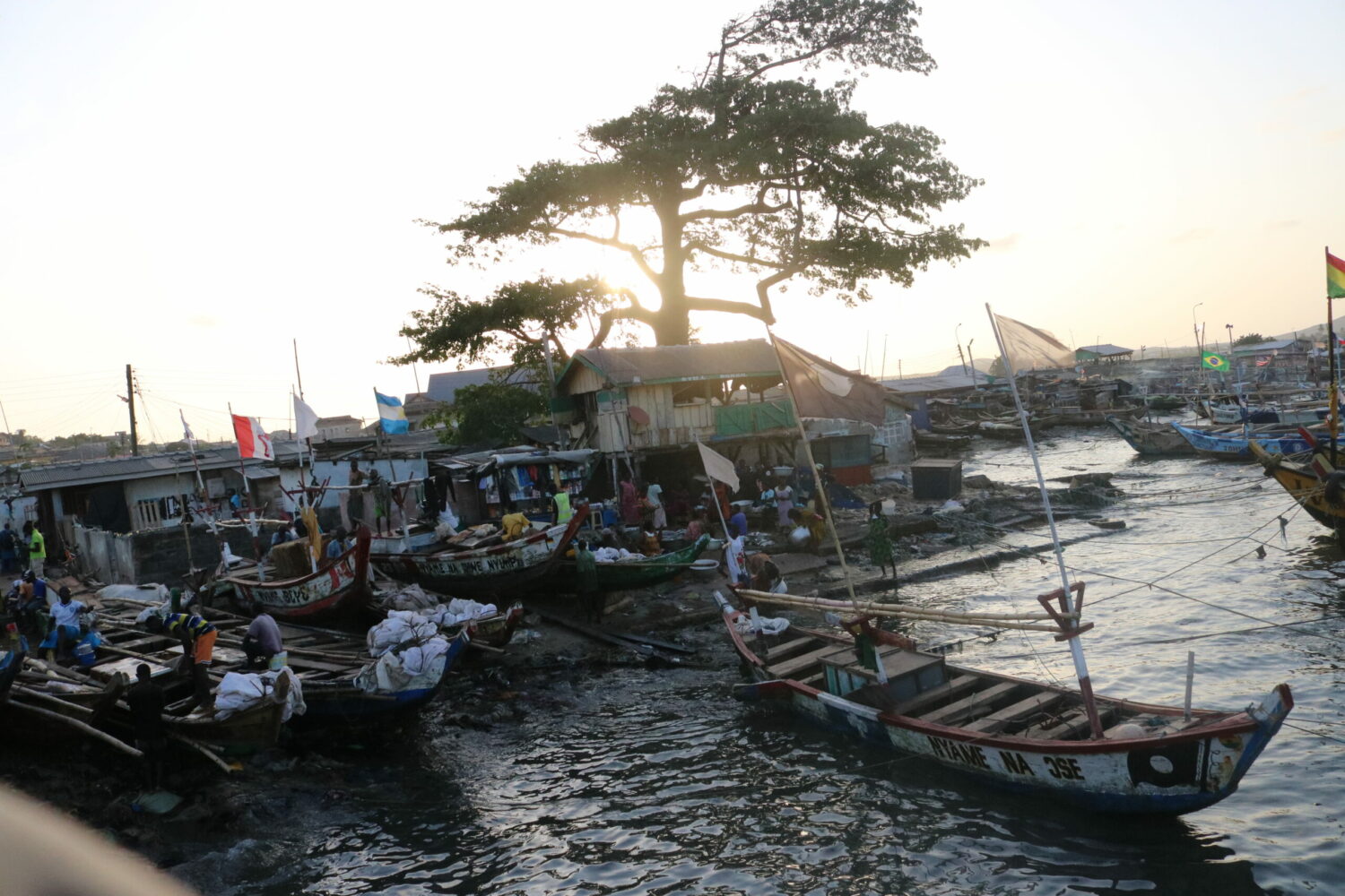 Rarer shark and ray species of Ghana - Save Our Seas Foundation