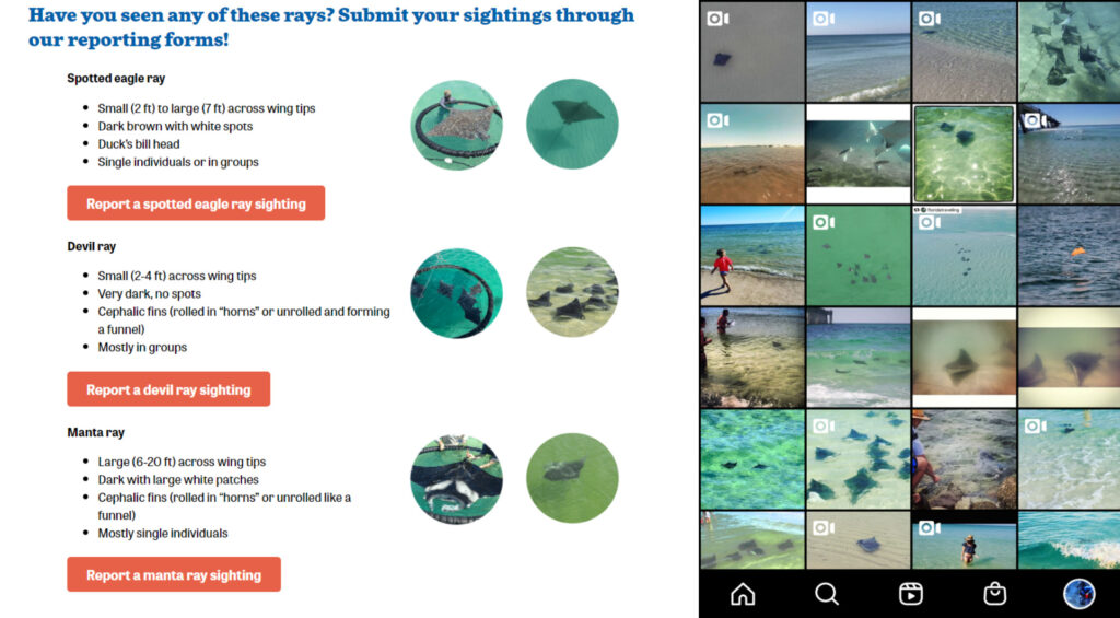 'Mini manta rays', the best kept secret in the Florida Panhandle ...