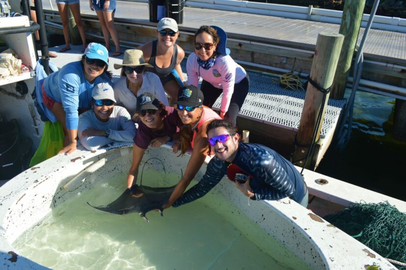 'Mini manta rays', the best kept secret in the Florida Panhandle ...