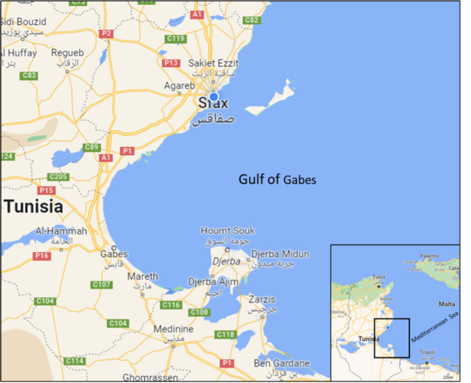 The Gulf of Gabès: The major landing area of sharks and rays in Tunisia - Save Our Seas Foundation