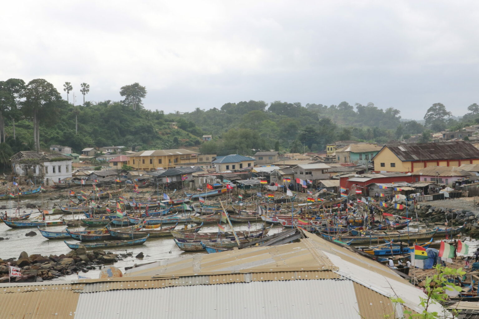 Rarer shark and ray species of Ghana - Save Our Seas Foundation