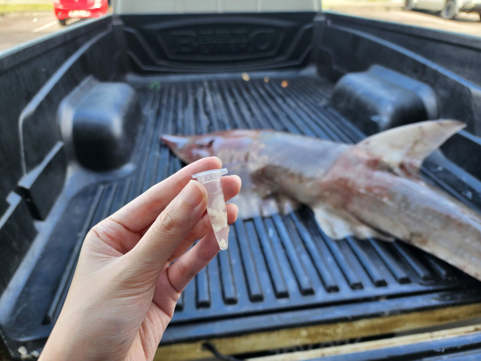 Protecting Malaysia’s Bottlenose Wedgefish: Insights and Call to Action ...