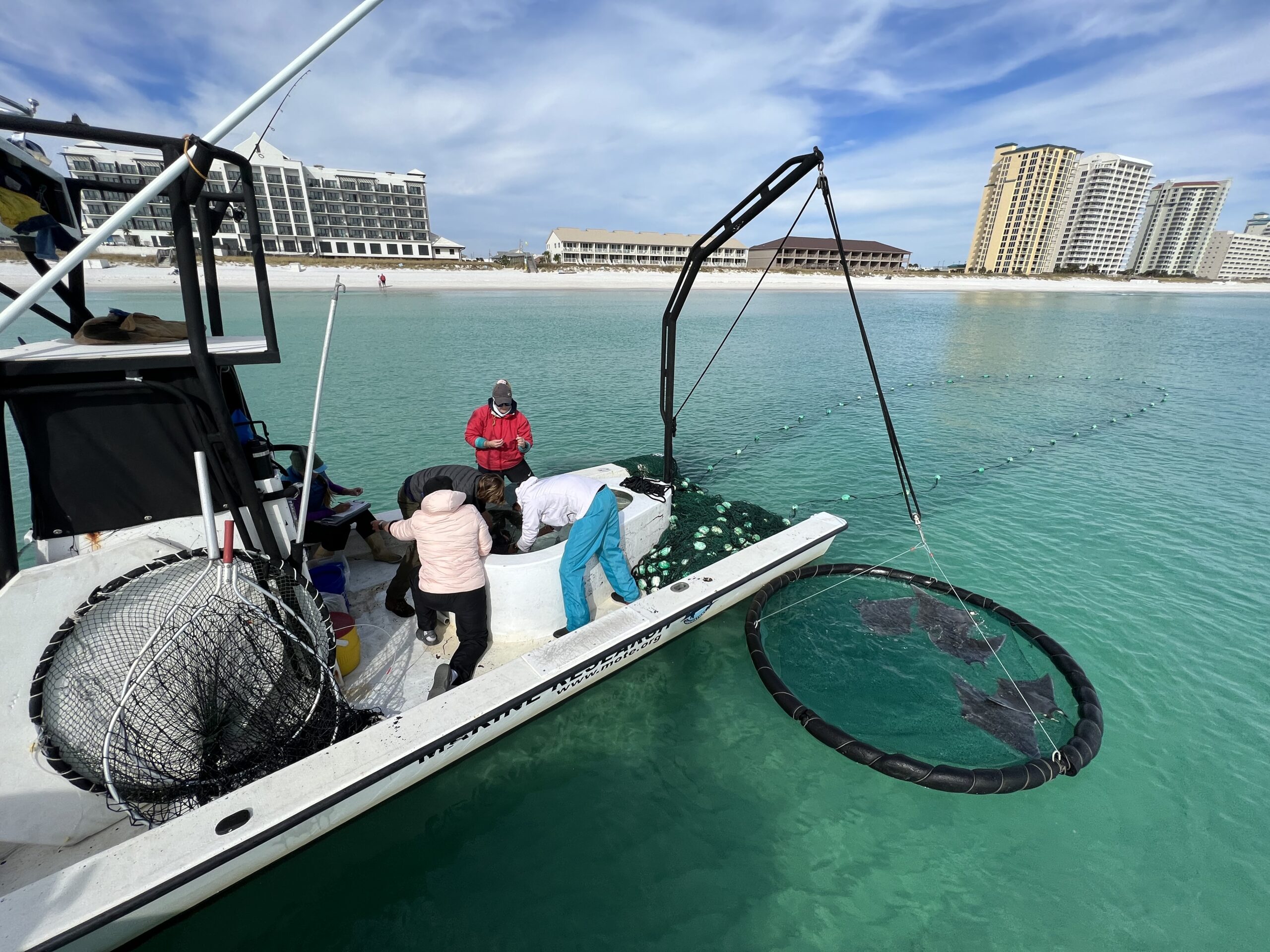Clear water and surfing devil rays! - Save Our Seas Foundation