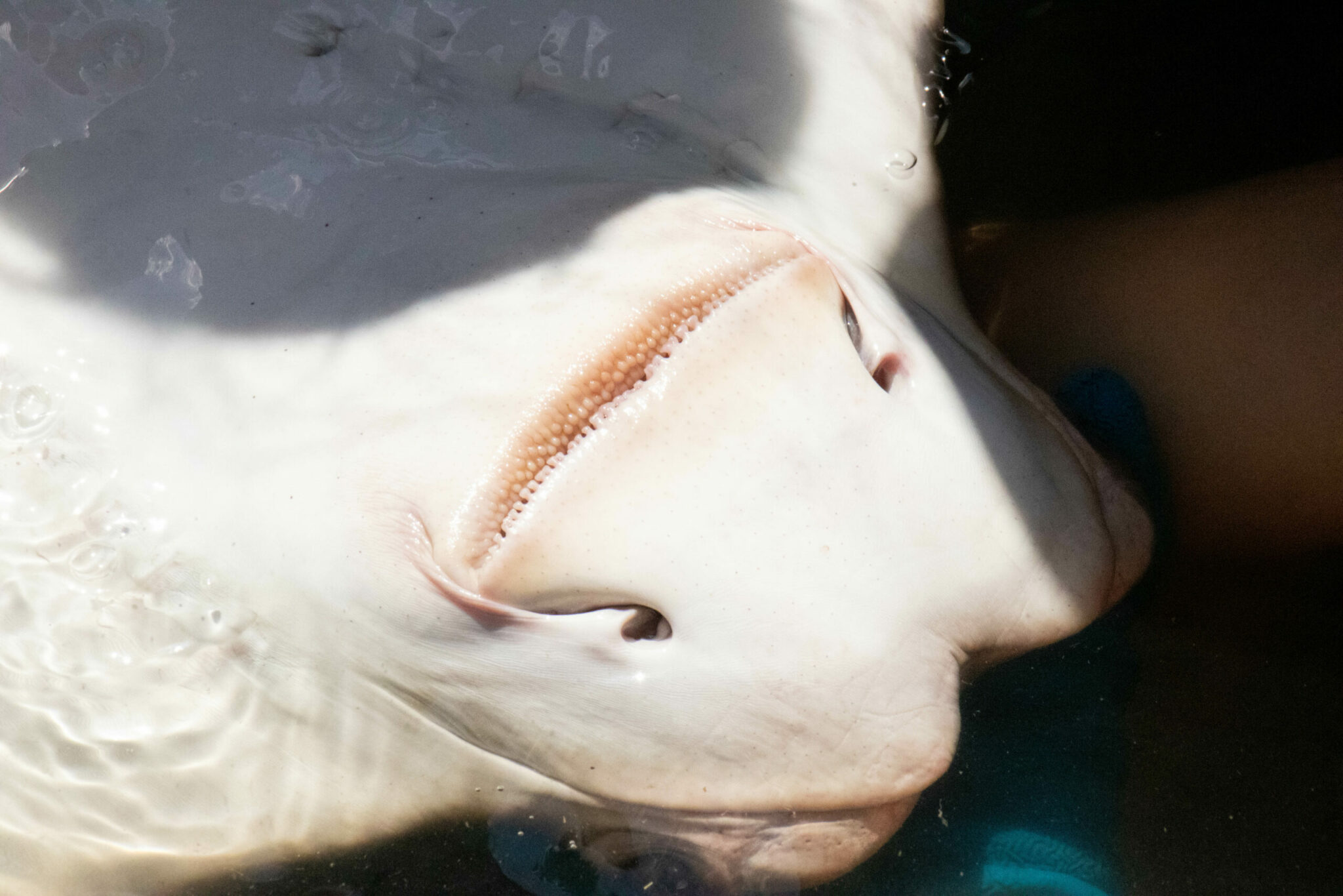 Apalachicola Bay: an important ecosystem for Florida’s cownose rays ...