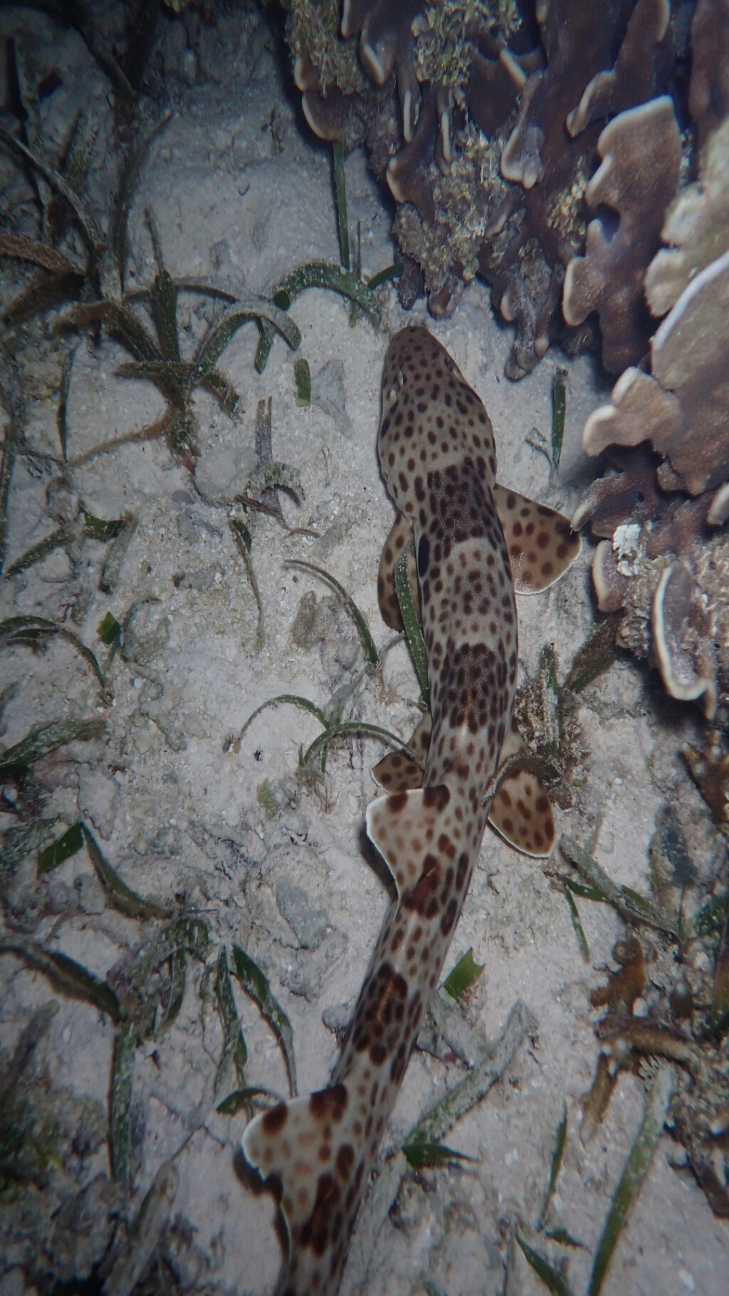 Raja Ampat and their Endemic Shark Species - Save Our Seas Foundation
