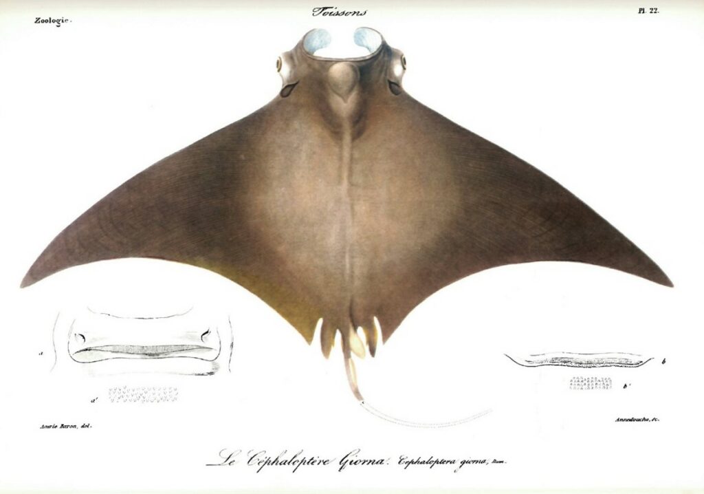 Searching for mobulas on land - Save Our Seas Foundation