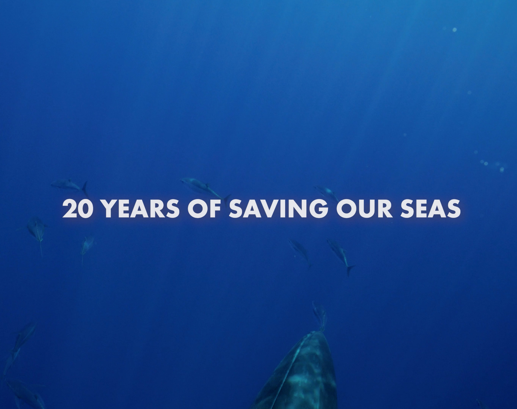 Dedicated to making a difference - Save Our Seas Foundation