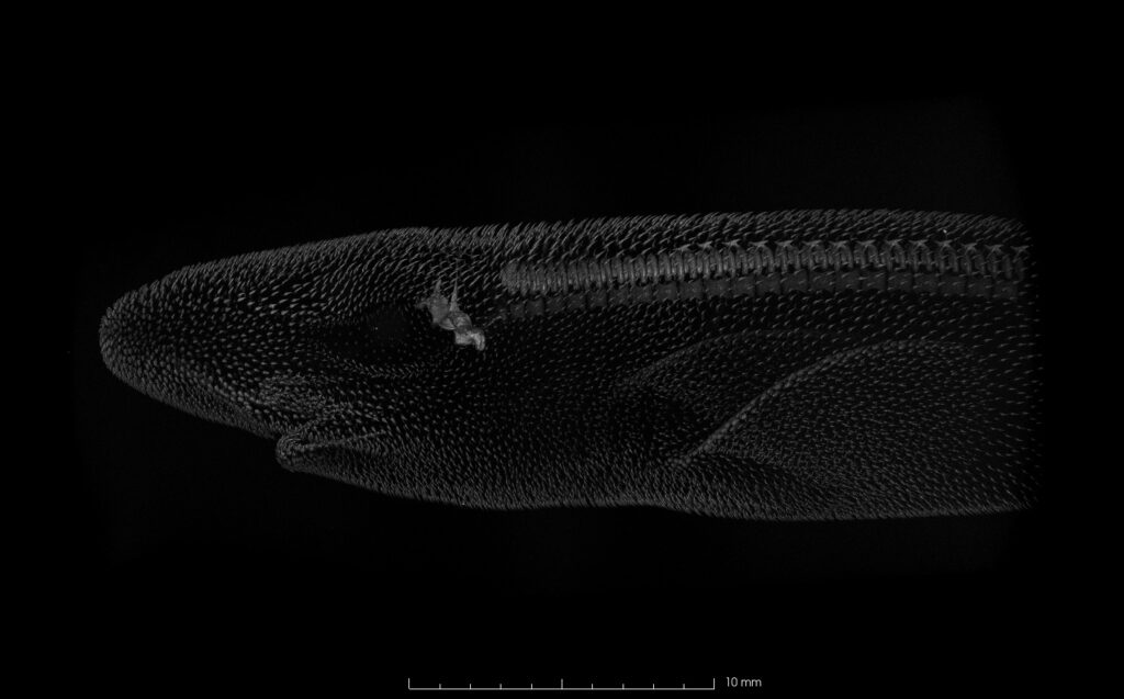 Baby sharks, how strong is your skeleton? - Save Our Seas Foundation