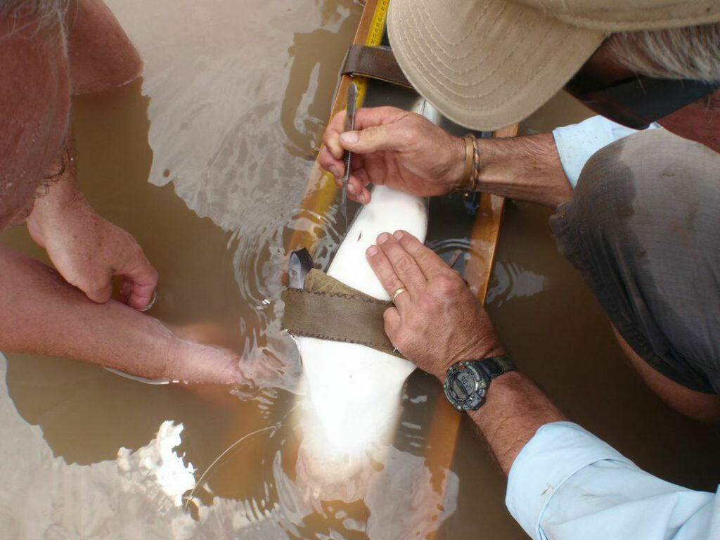 Time to grow up – a story of a baby bull shark - Save Our Seas Foundation