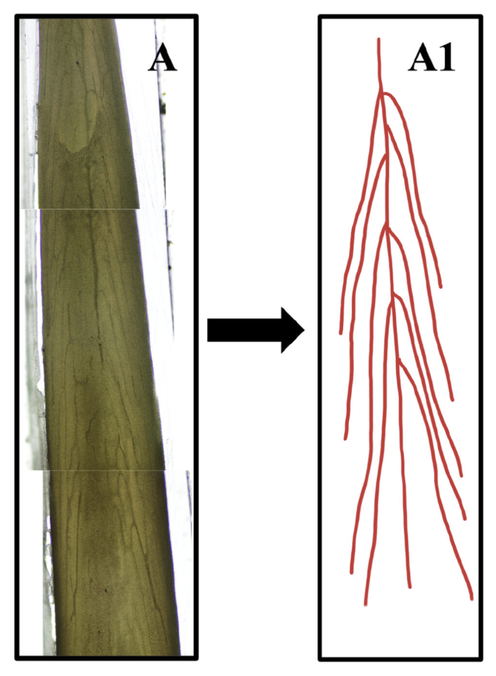 What’s in a sawfish tooth? - Save Our Seas Foundation
