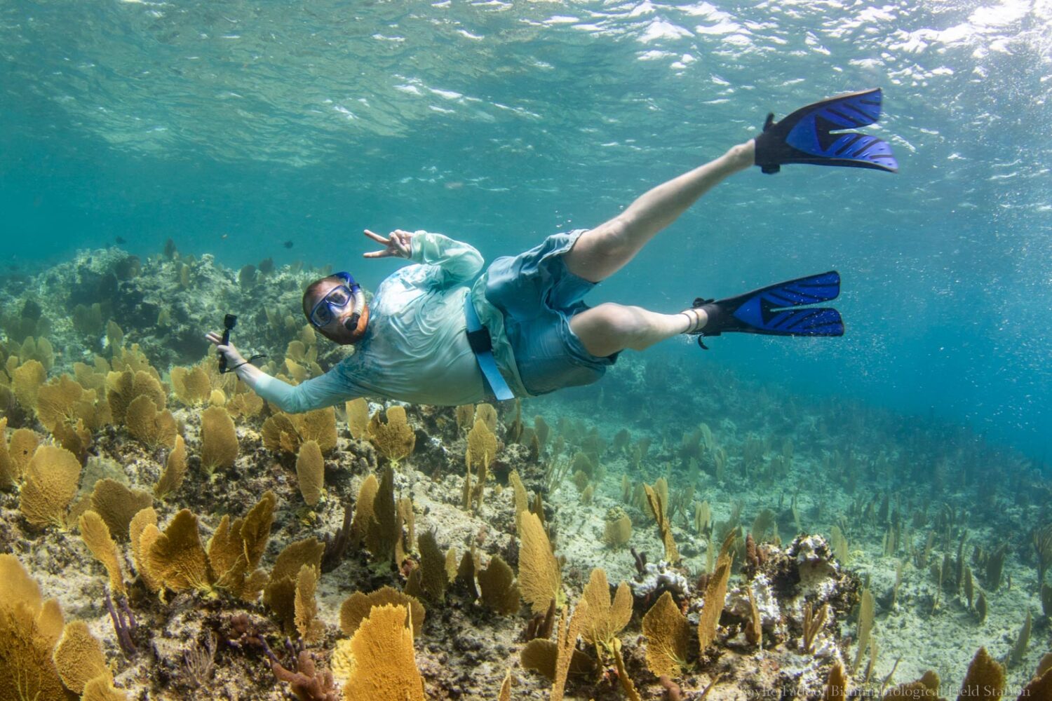 Bimini Shark Lab Educator Shark Course - Save Our Seas Foundation