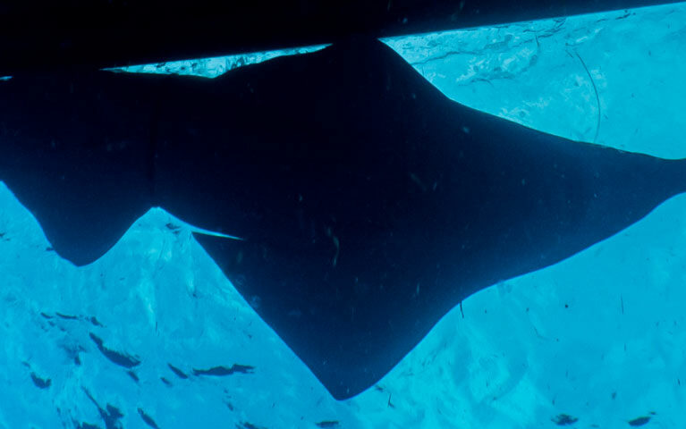 Critical habitats for smalltooth sawfish - Save Our Seas Foundation