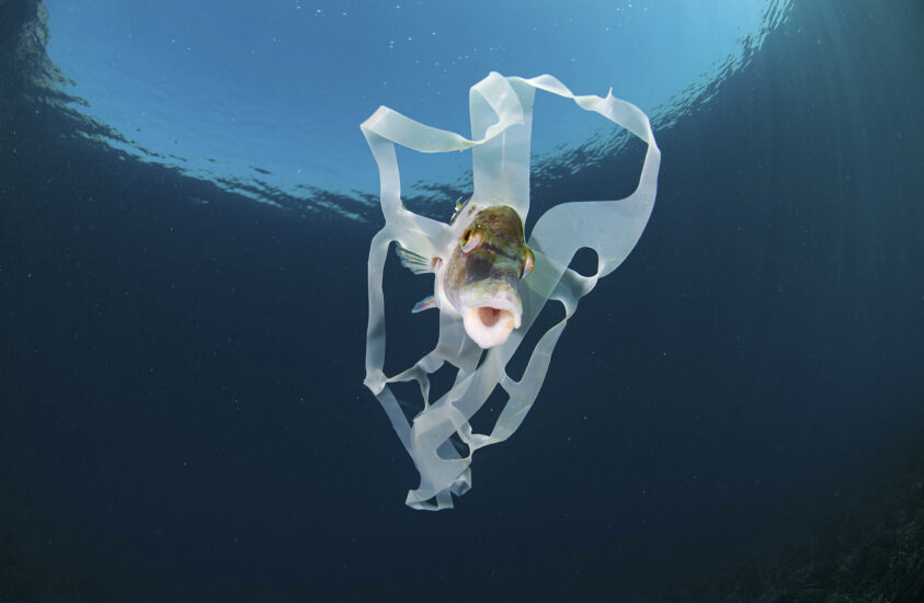 SOSF_MC_7 - Save Our Seas Foundation