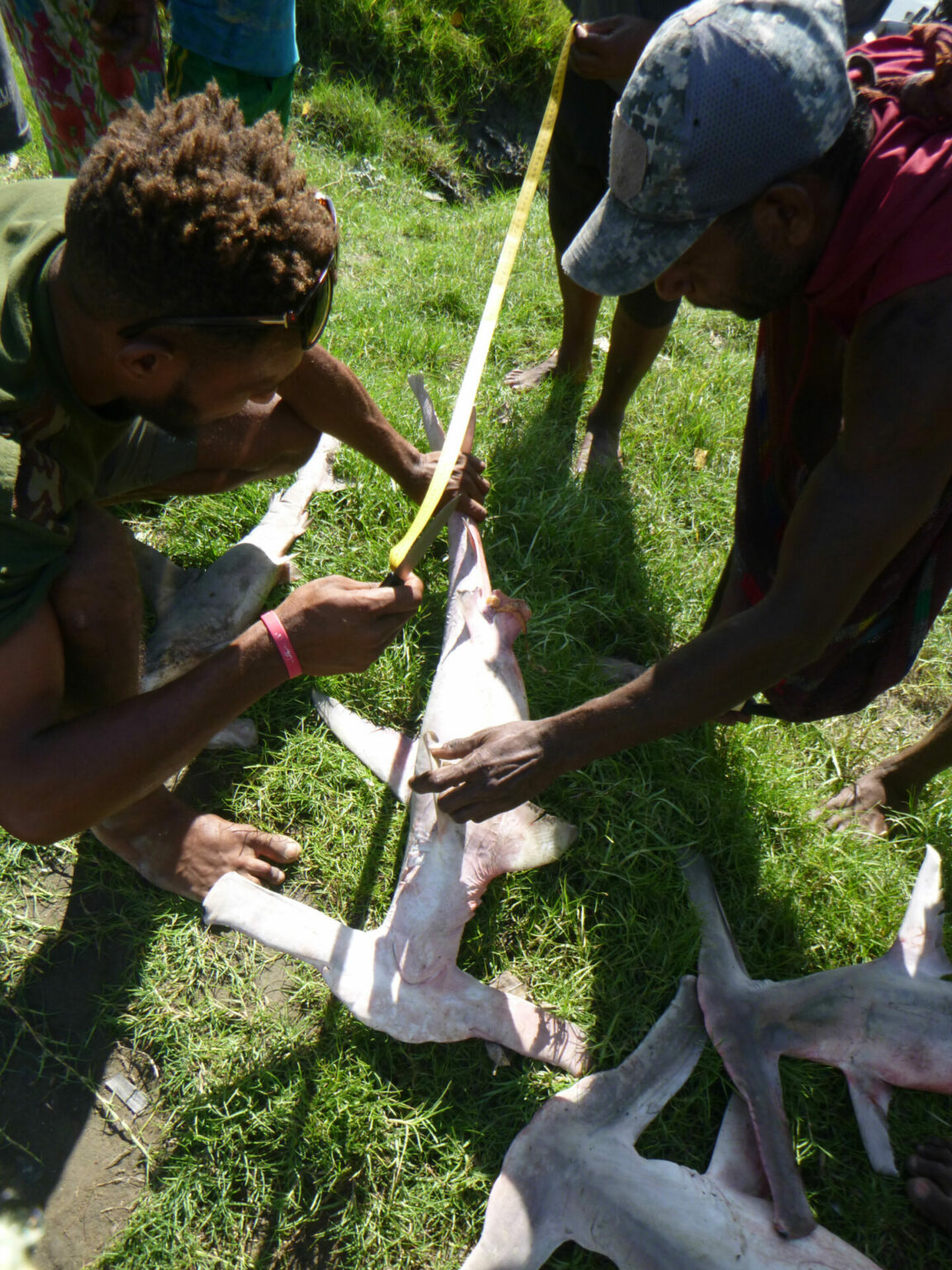 20240318_image2.b©-Piku-Biodiversity-Network_copyright - Save Our Seas ...