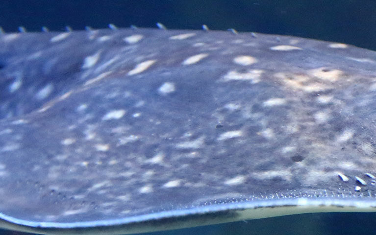 Tracking Denmark’s thornback rays - Save Our Seas Foundation