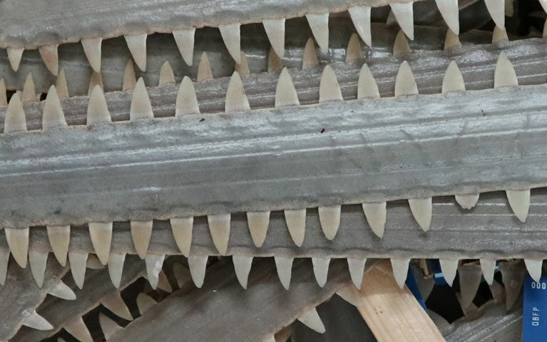 The tooth about Australia’s sawfish hotspots - Save Our Seas Foundation