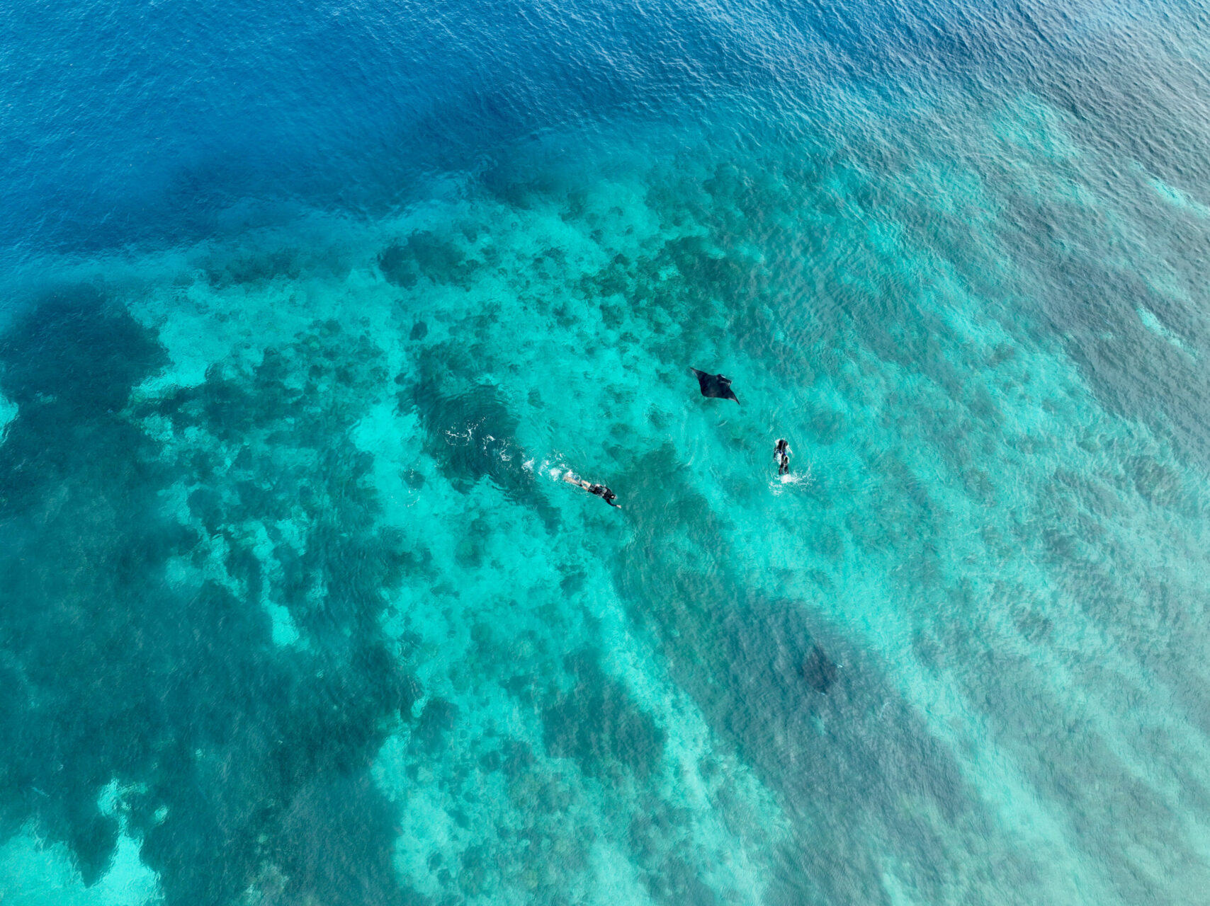 Manta ID work - Save Our Seas Foundation