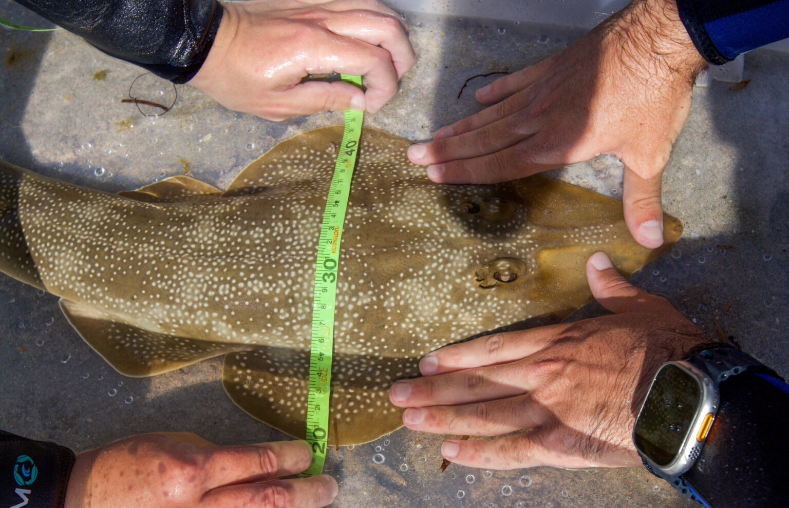Guitarfish on stage - Save Our Seas Foundation