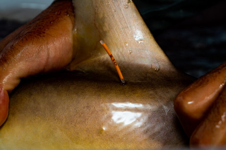 Working together for scalloped bonnetheads - Save Our Seas Foundation