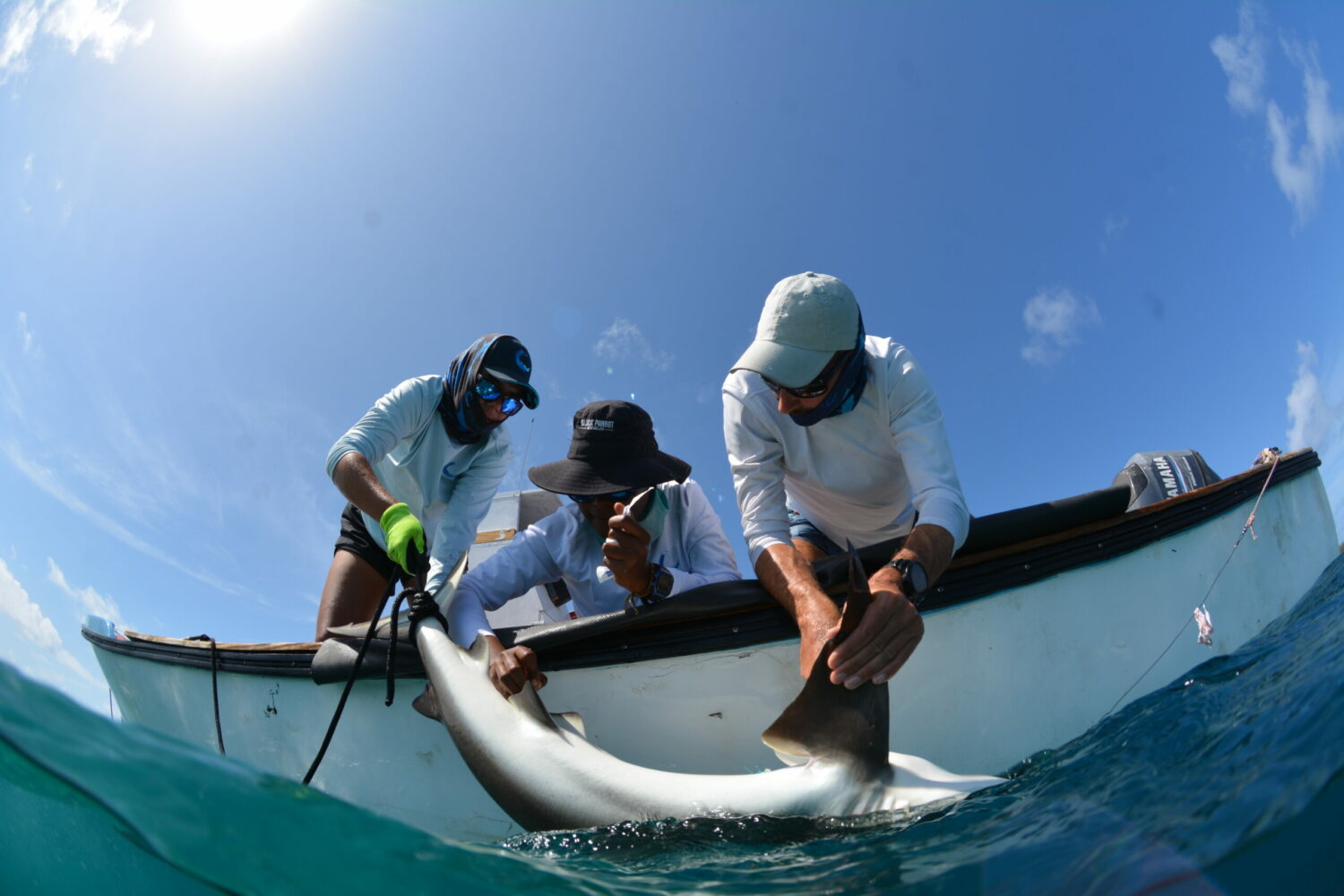 Lasyans Reken – a sciencey Seychelles shark tale - Save Our Seas Foundation