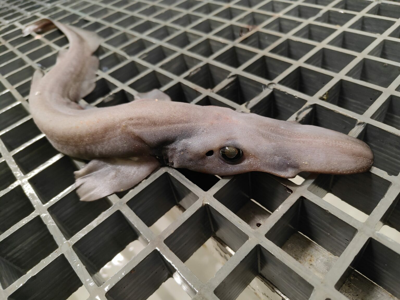 The Conservation Dilemma: Why Deepwater Sharks Need Our Attention - Save Our Seas Foundation