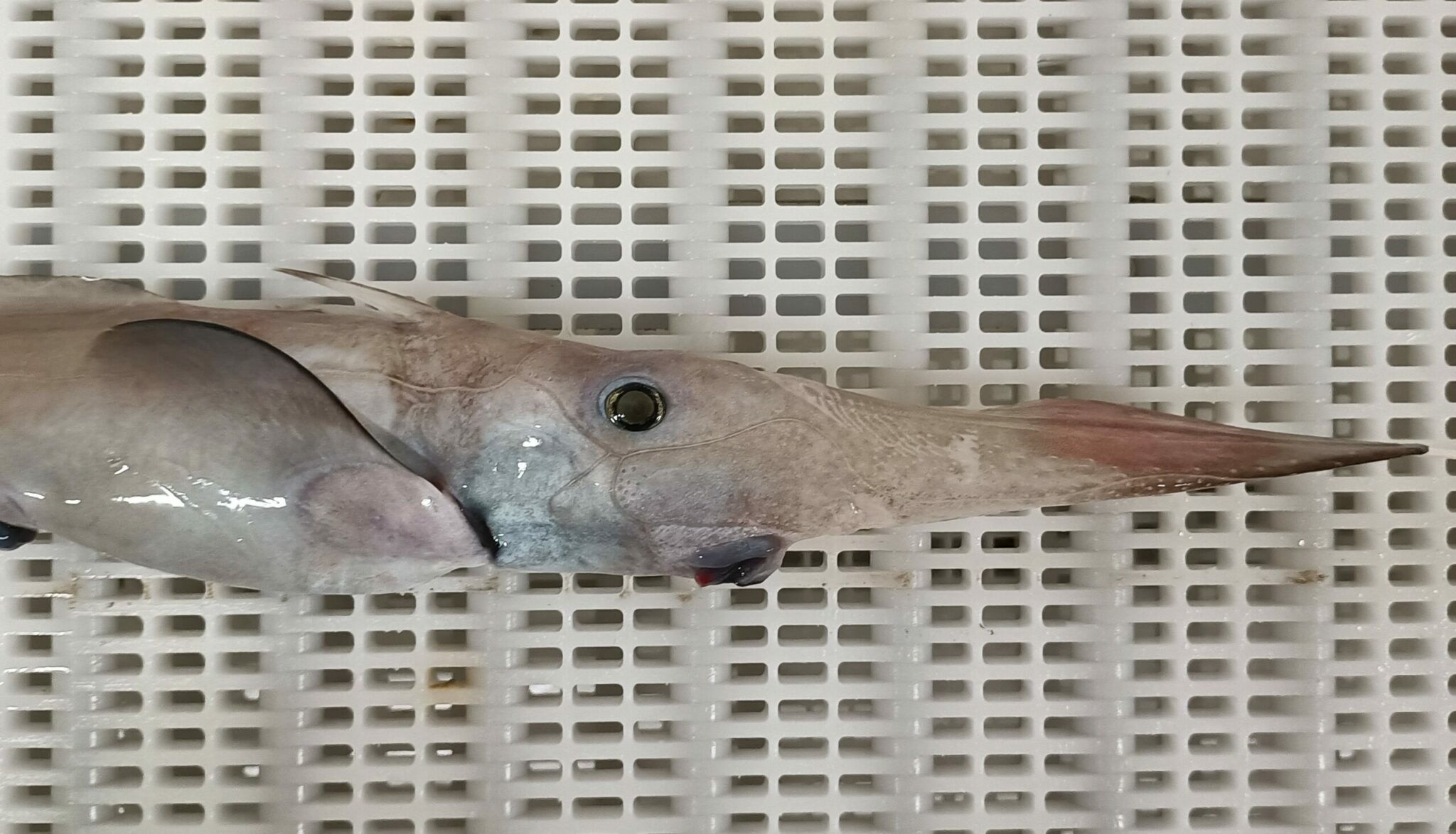 The Conservation Dilemma: Why Deepwater Sharks Need Our Attention ...