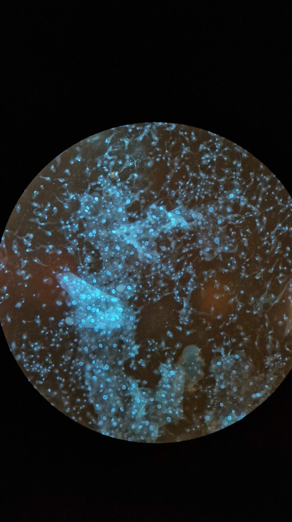 Invisible turtle ‘galaxies’ down the microscope - Yep, you read that ...
