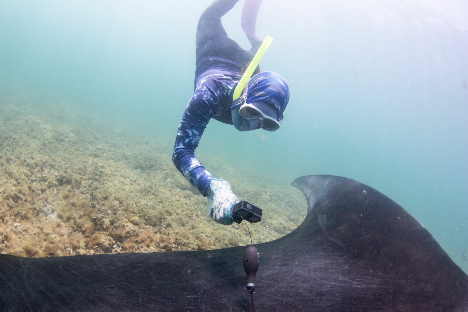 Collaboration in Action: Conserving Manta Rays in the Atlantic - Save ...