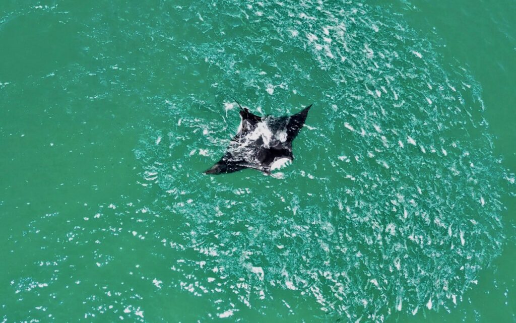Collaboration in Action: Conserving Manta Rays in the Atlantic - Save ...