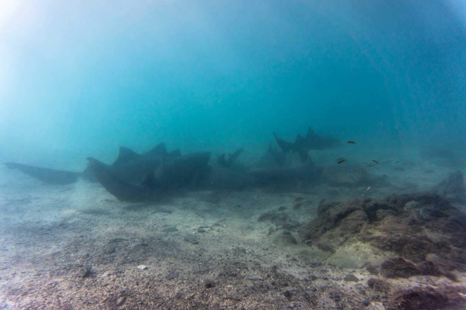 Pacific nurse sharks like to cuddle! But why? - Save Our Seas Foundation