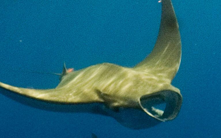 Deep-diving sharks in a warming world - Save Our Seas Foundation