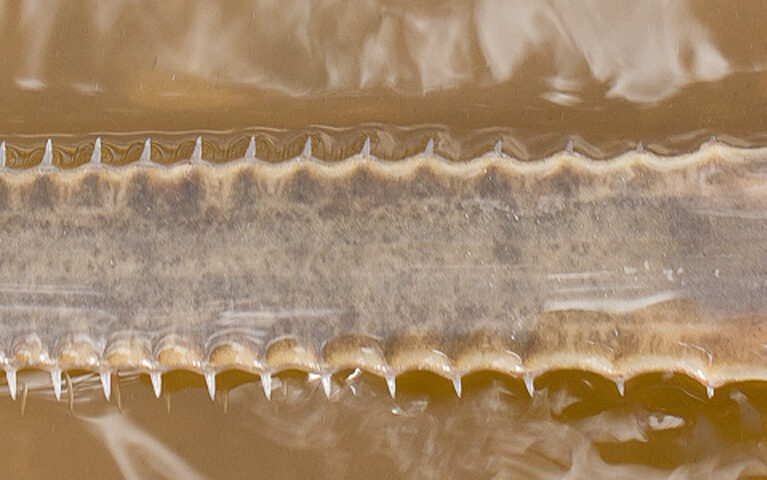 Bio-imaging the brain to save sawfish - Save Our Seas Foundation