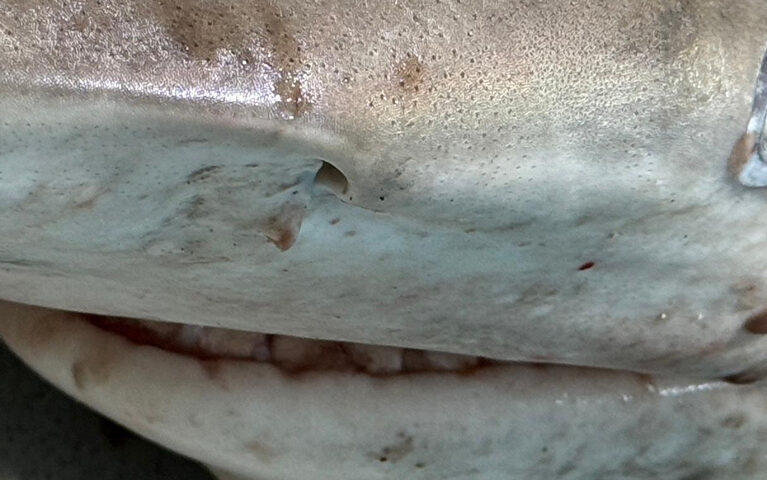 Shark and ray baselines using eDNA in Bahrain - Save Our Seas Foundation