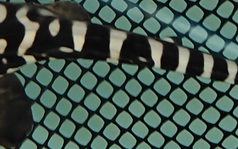 Training shark taggers to build public trust in Thai conservation ...