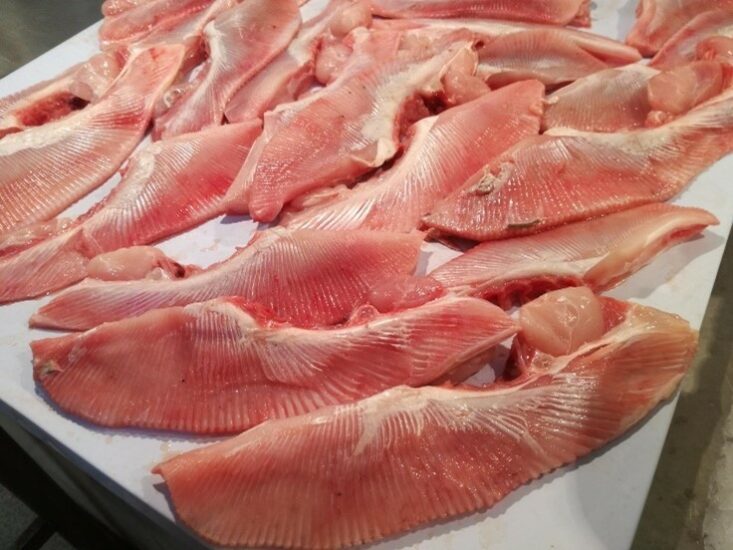 Image3_Pectorals_meat_©Ali Hood-copyright_ - Save Our Seas Foundation