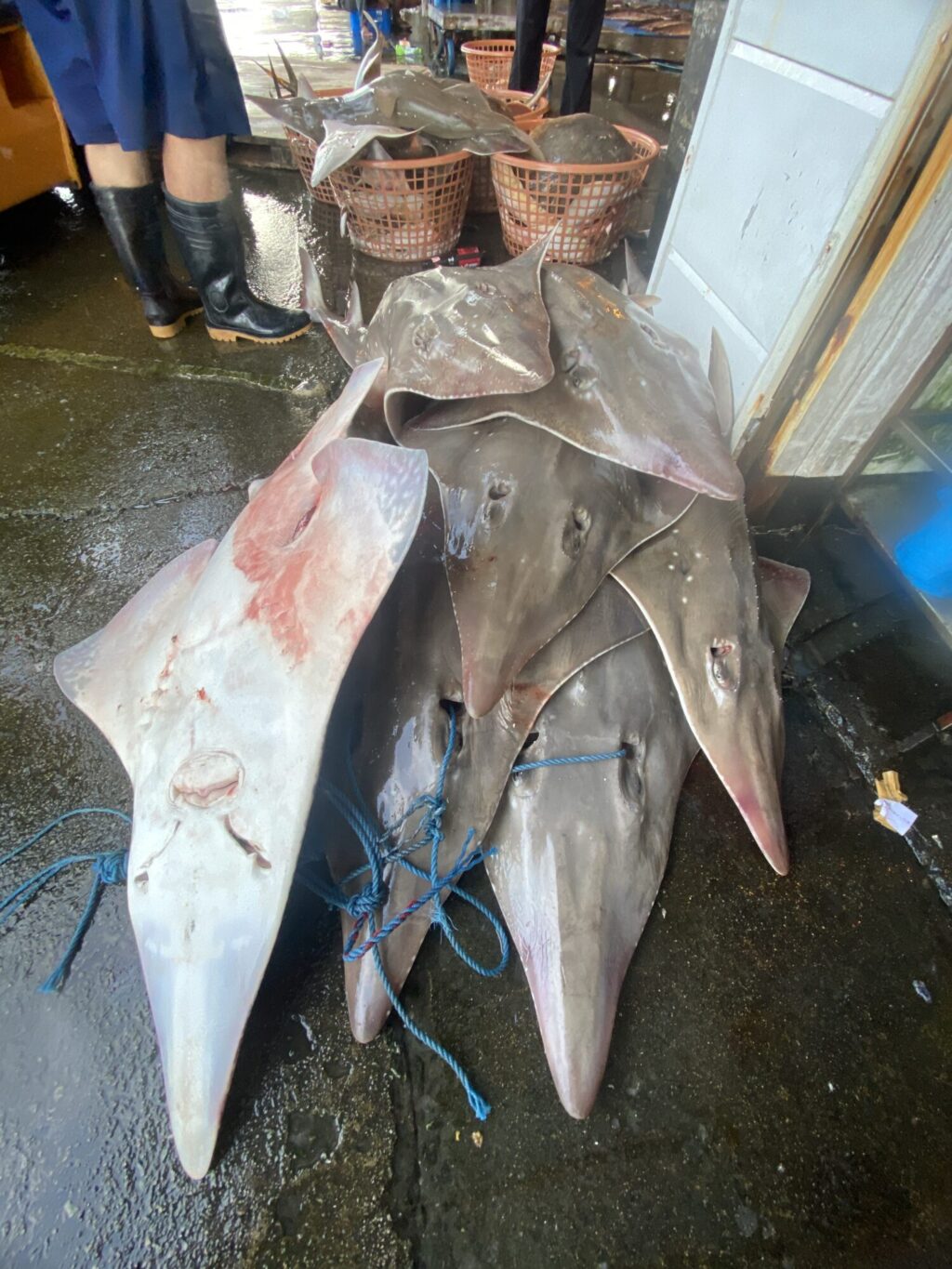 The mysterious dragon sharks of Taiwan - Is this a pupping area? - Save ...