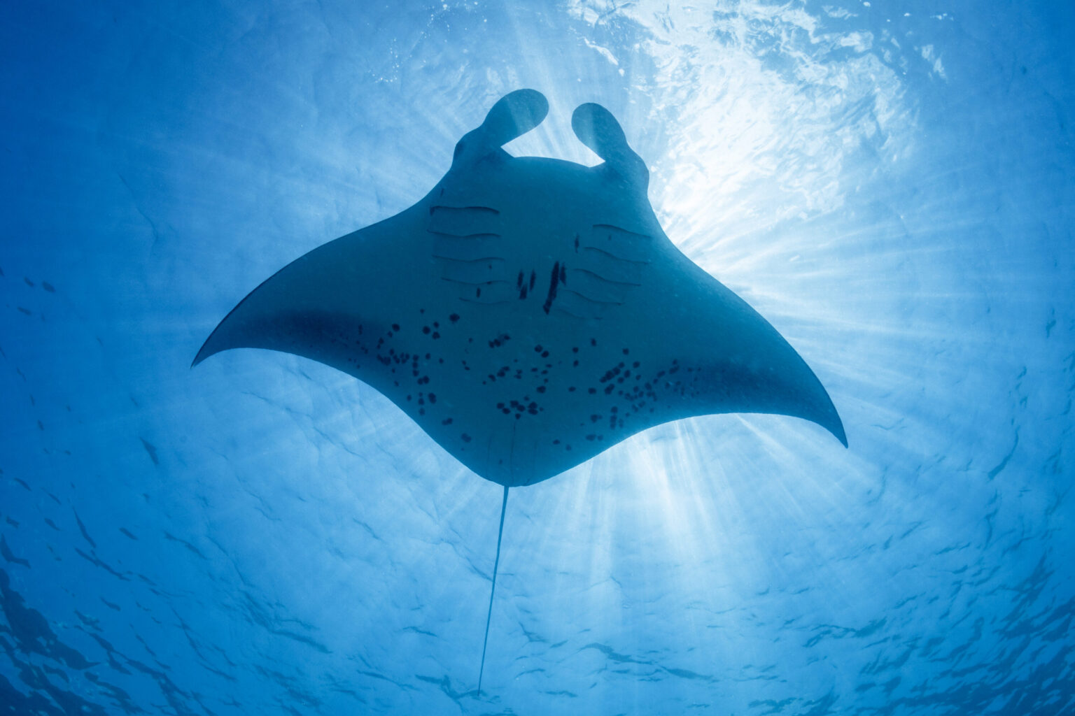 Jubilee the manta ray named in celebration of the 500th manta ray ...