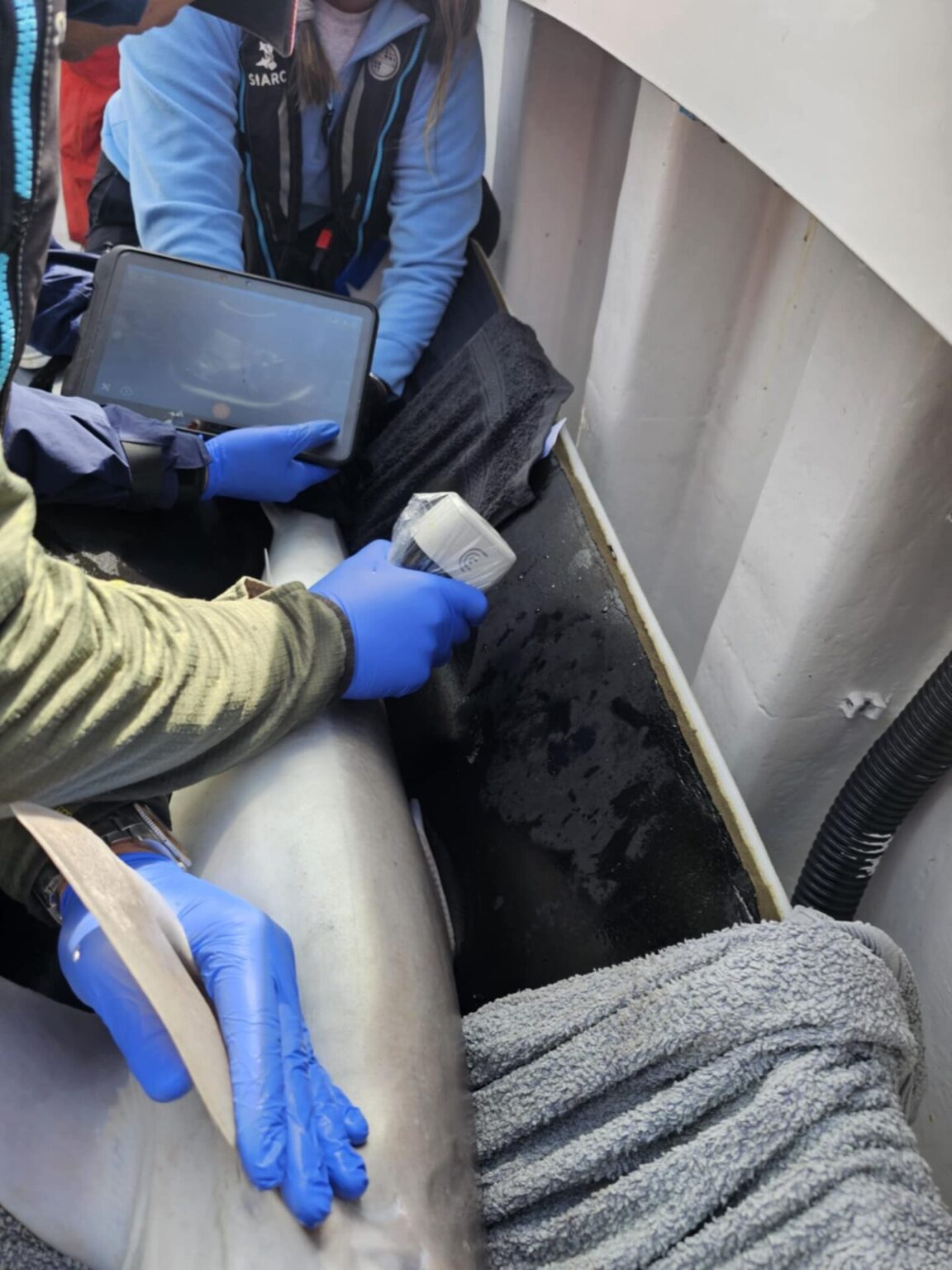 20250808_©Jake Lewis_copyright - Save Our Seas Foundation