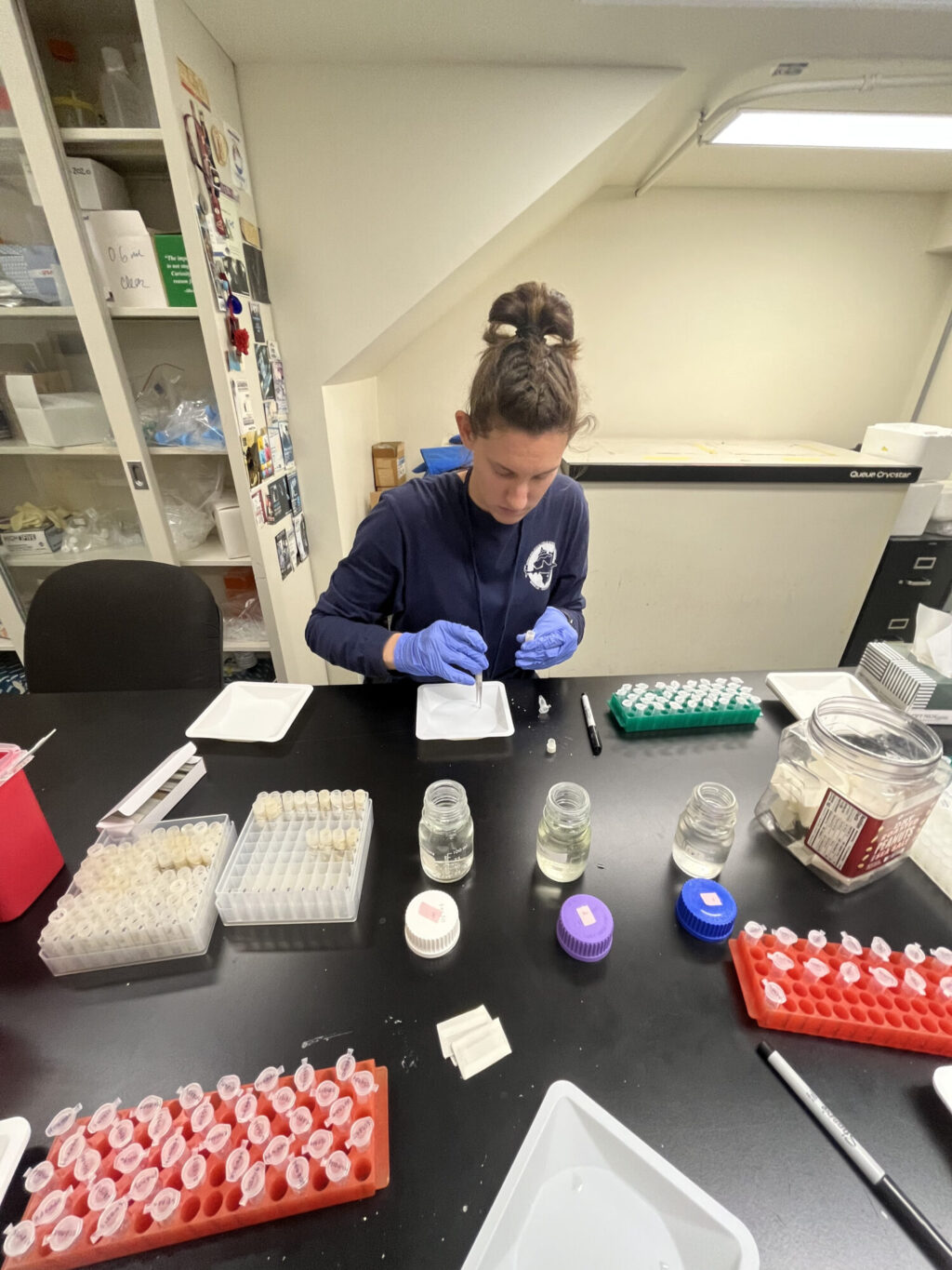 Unwinding the Helix: Extracting Genetic Relationships from Nurse Shark ...