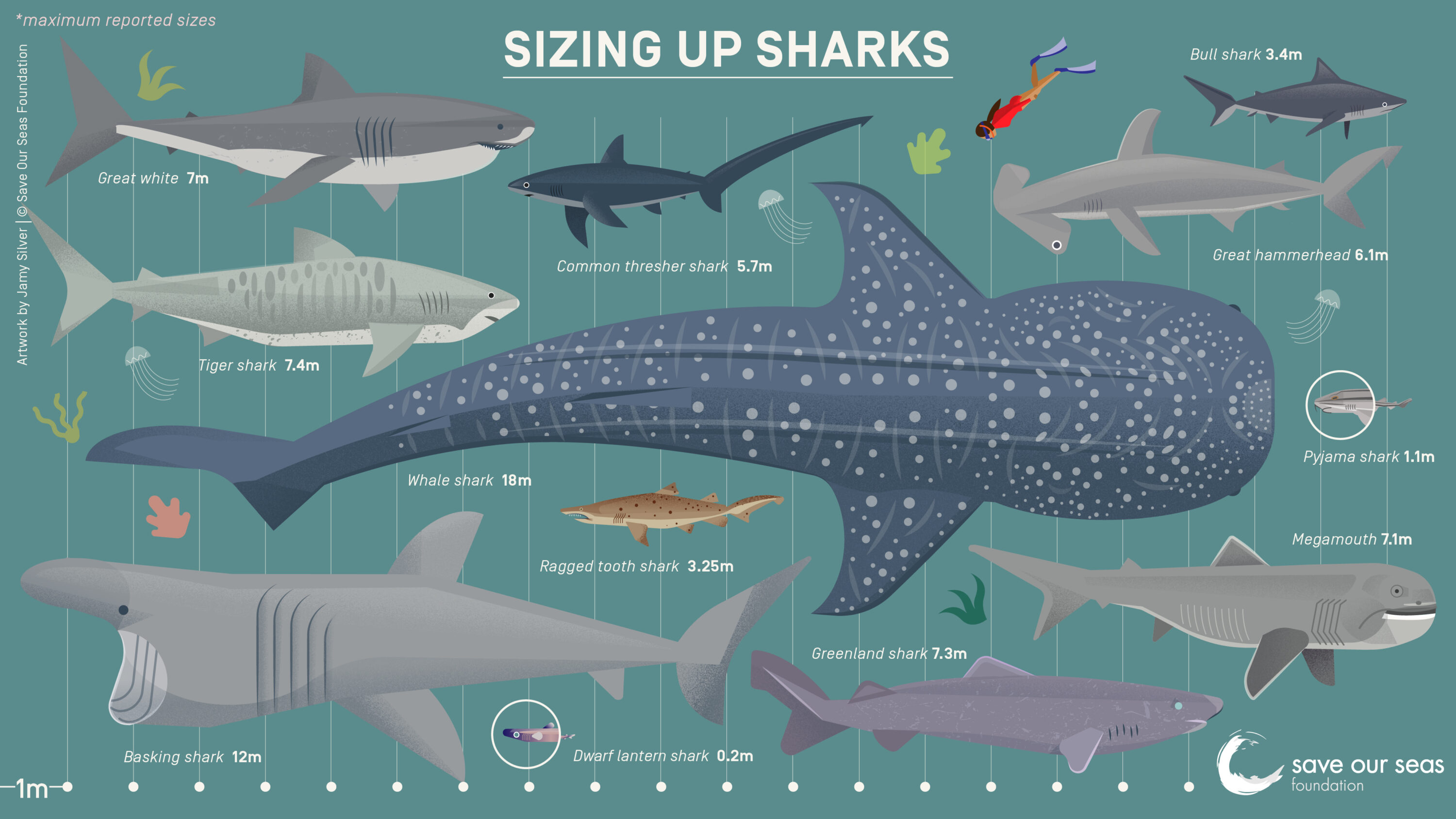 Sizing up sharks - Save Our Seas Foundation