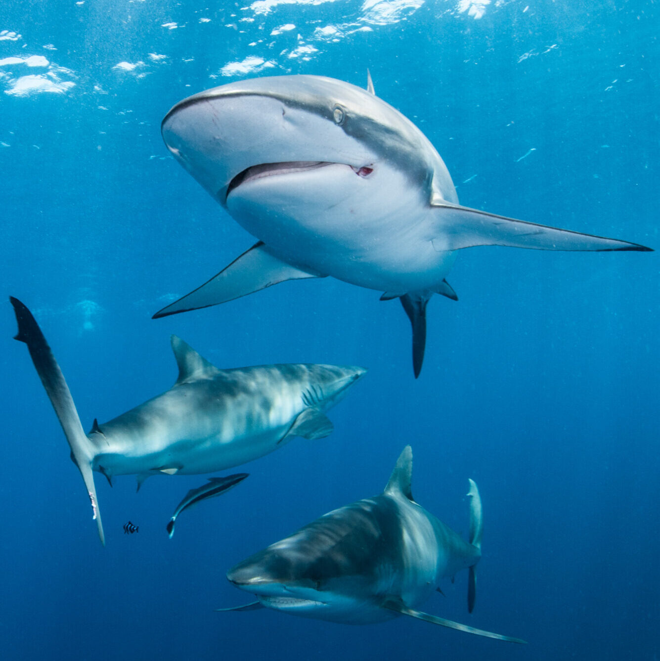 Risk of overfishing rises as climate change gives silky sharks the ...