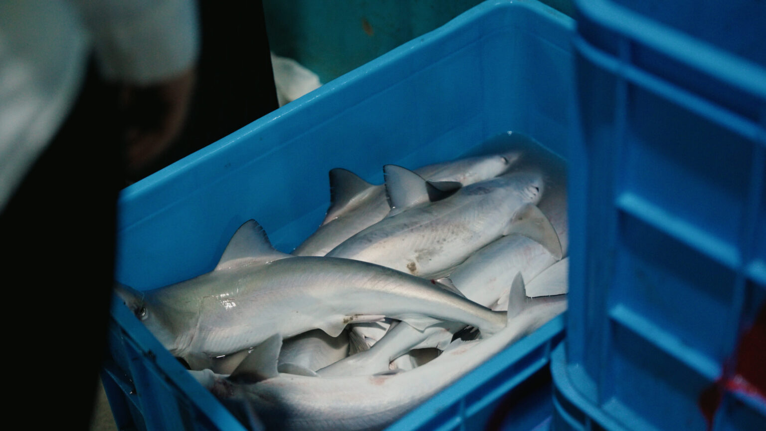 From Fish Markets to Genetic Blueprints: Building Bahrain’s First DNA ...