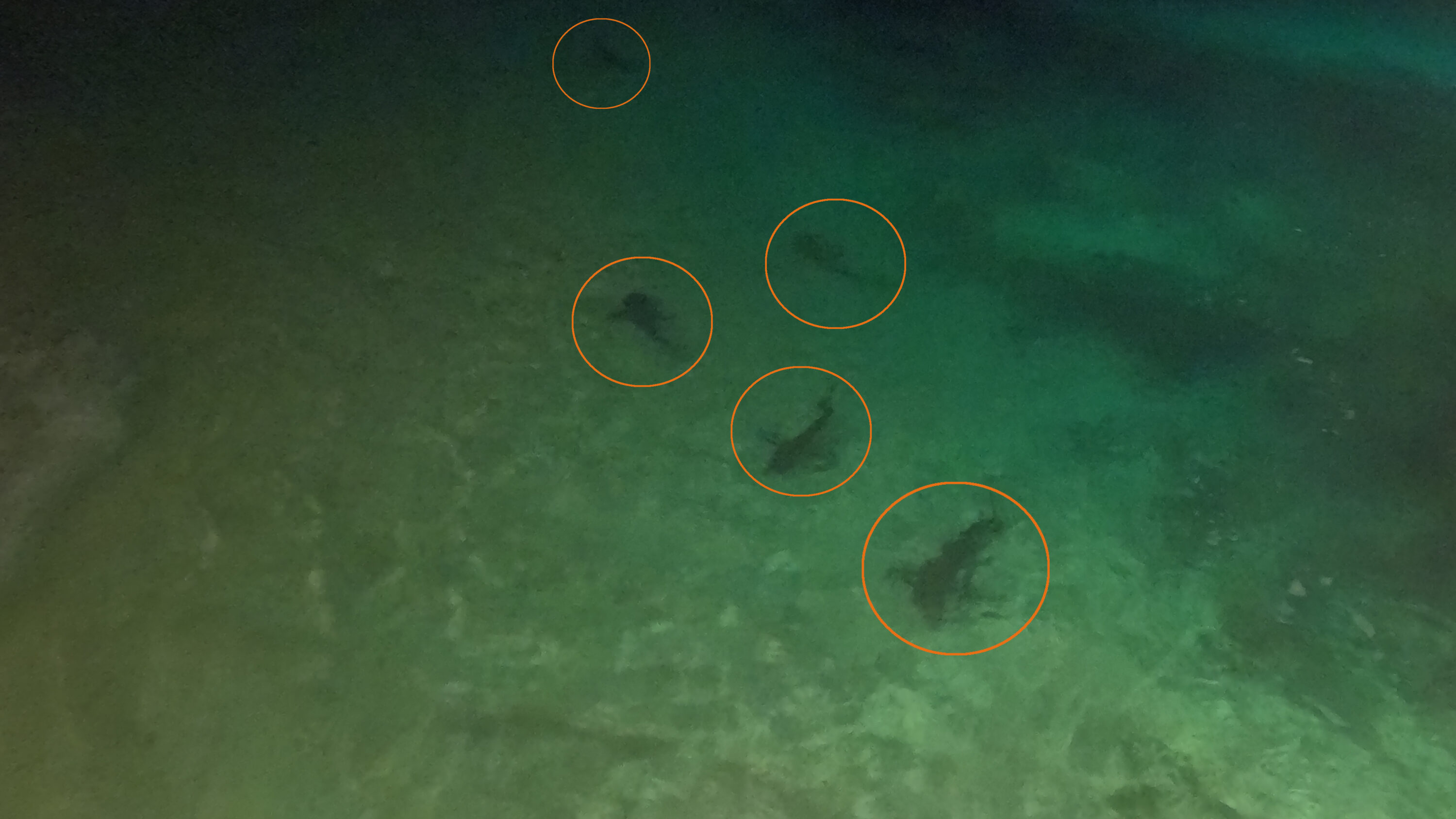 Monitoring human-shark interactions in one of the world’s largest ...
